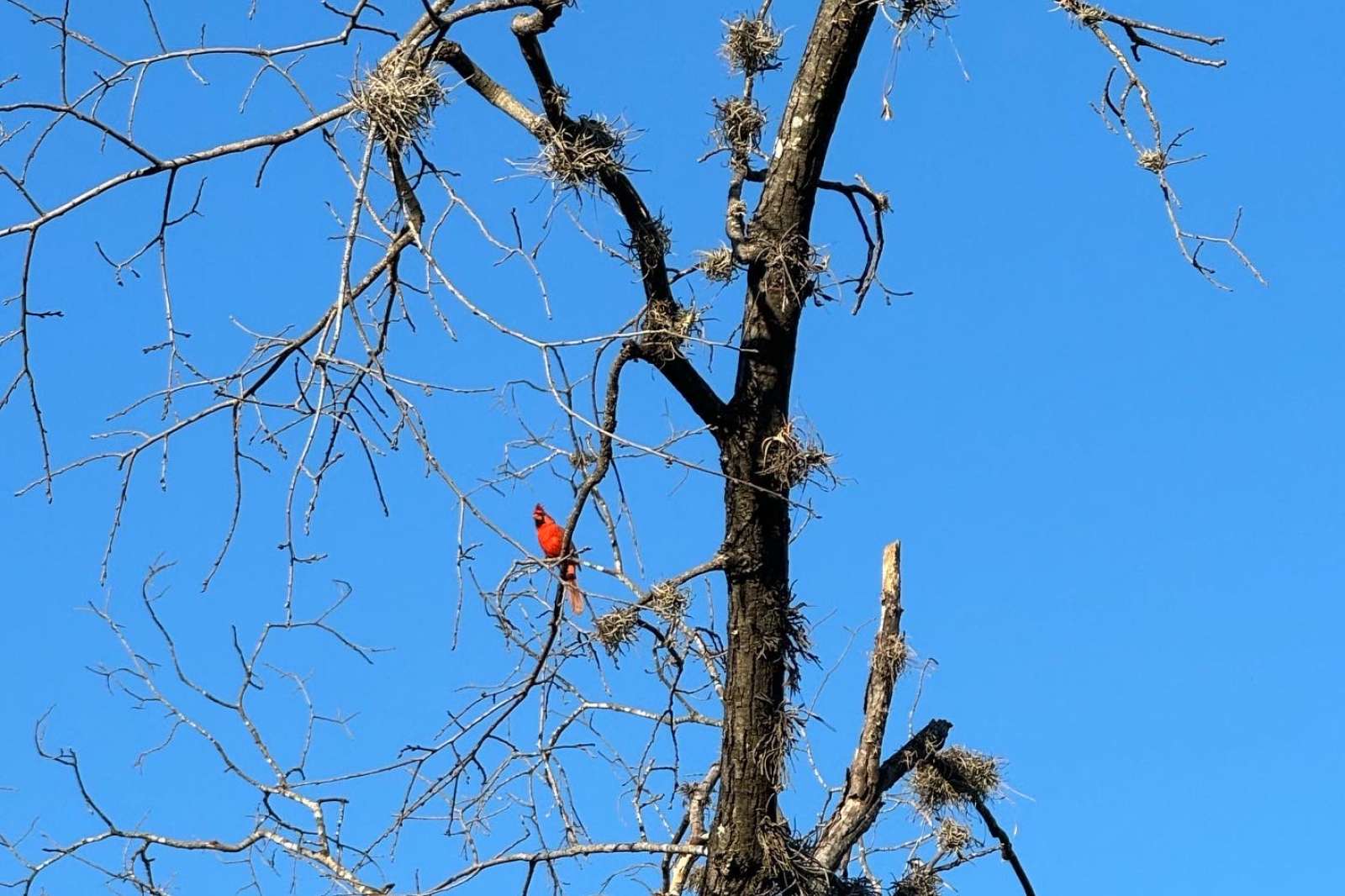 Bird Walk with Cin-Ty Lee | Moody Center for The Arts